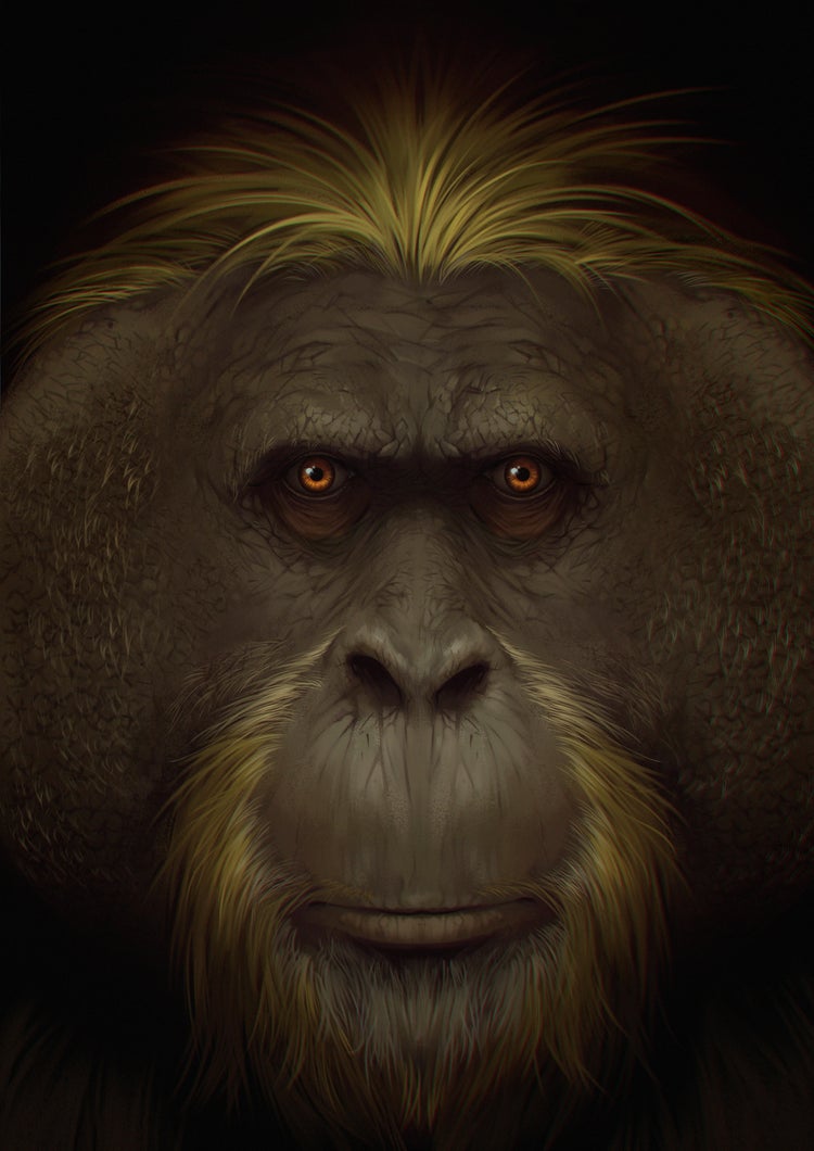 What Killed the Largest Known Ape Species Ever? | Scientific American
